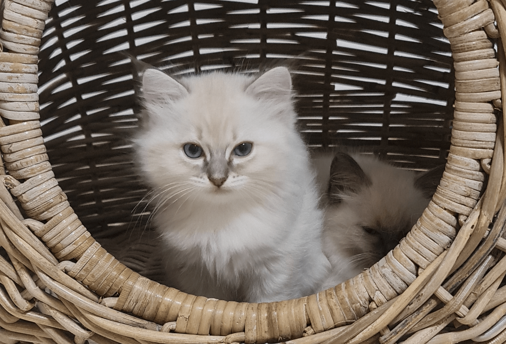 Home - The EyeCatCher